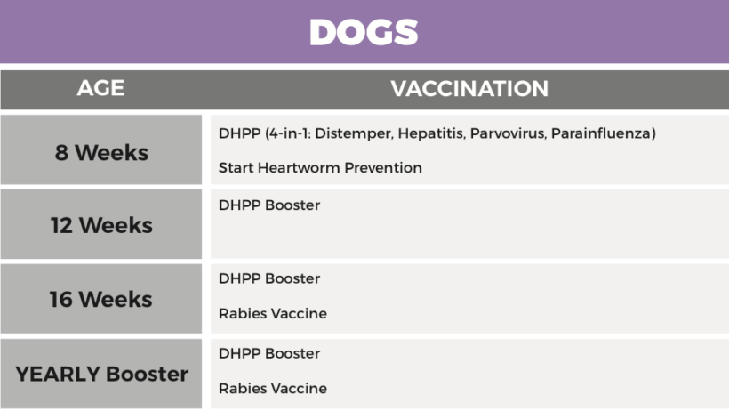 Avoiding Parvo — How to Keep Your Pup Healthy - El Paso Animal Services