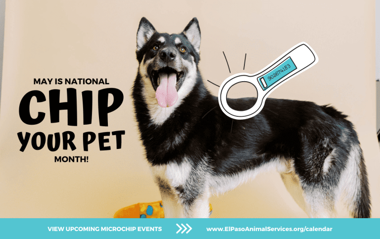 Press Release: El Paso Animal Services Promotes National Chip Your Pet ...