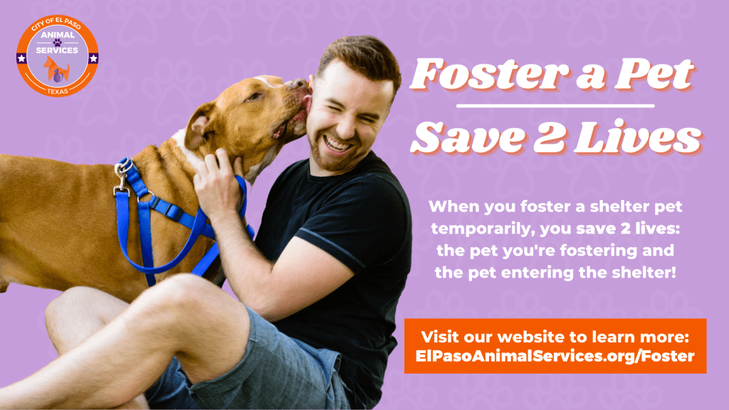 Press Release: El Paso Animal Services Celebrates Foster a Pet Month ...